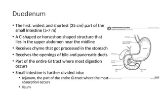 Digestion and Absorption in Duodenum and Small Intestine | PPTX