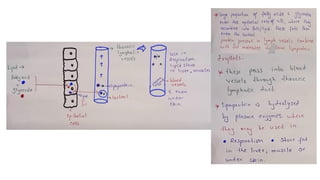 Digestion and Absorption in Duodenum and Small Intestine | PPT