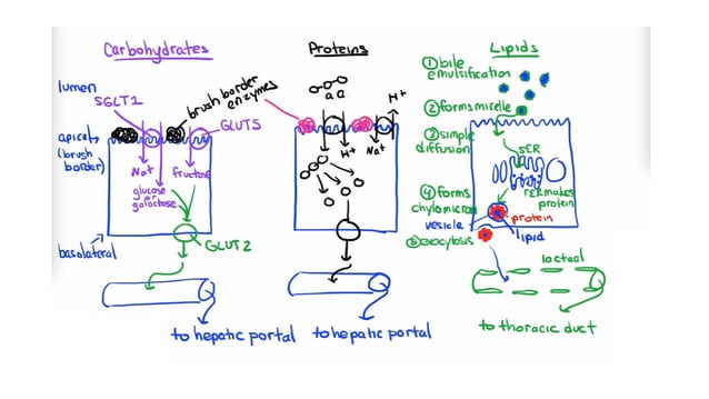 Digestion and Absorption in Duodenum and Small Intestine | PPT