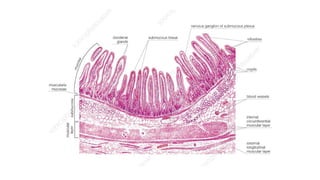 Digestion and Absorption in Duodenum and Small Intestine | PPT