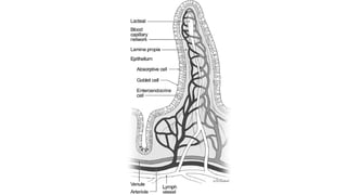 Digestion and Absorption in Duodenum and Small Intestine | PPTX