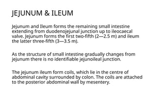 DUODENUM, JEJUNUM & ILEUM.. DUODENUM, JEJUNUM & ILEUM | PPTX