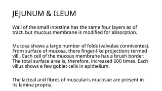 DUODENUM, JEJUNUM & ILEUM.. DUODENUM, JEJUNUM & ILEUM | PPTX