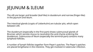 DUODENUM, JEJUNUM & ILEUM.. DUODENUM, JEJUNUM & ILEUM | PPTX
