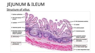 DUODENUM, JEJUNUM & ILEUM.. DUODENUM, JEJUNUM & ILEUM | PPTX