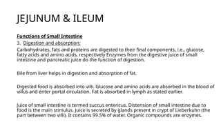 DUODENUM, JEJUNUM & ILEUM.. DUODENUM, JEJUNUM & ILEUM | PPT