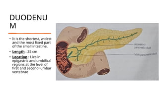 DUODENUM, JEJUNUM & ILEUM.. DUODENUM, JEJUNUM & ILEUM | PPTX
