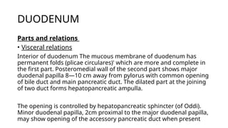 DUODENUM, JEJUNUM & ILEUM.. DUODENUM, JEJUNUM & ILEUM | PPTX