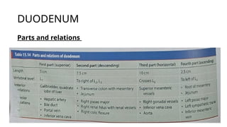 DUODENUM, JEJUNUM & ILEUM.. DUODENUM, JEJUNUM & ILEUM | PPTX