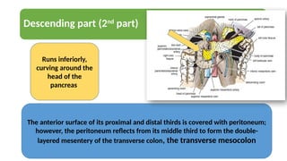 Anatomy of the duodenum & pancreas..pptx