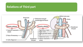Anatomy of the duodenum & pancreas..pptx