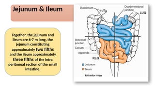 Anatomy of the duodenum & pancreas..pptx
