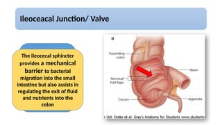 Anatomy of the duodenum & pancreas..pptx