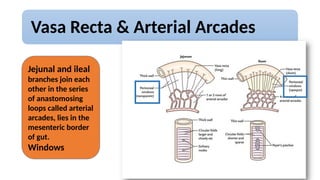 Anatomy of the duodenum & pancreas..pptx