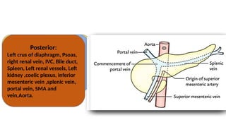 Anatomy of the duodenum & pancreas..pptx