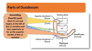 Anatomy of the duodenum & pancreas..pptx
