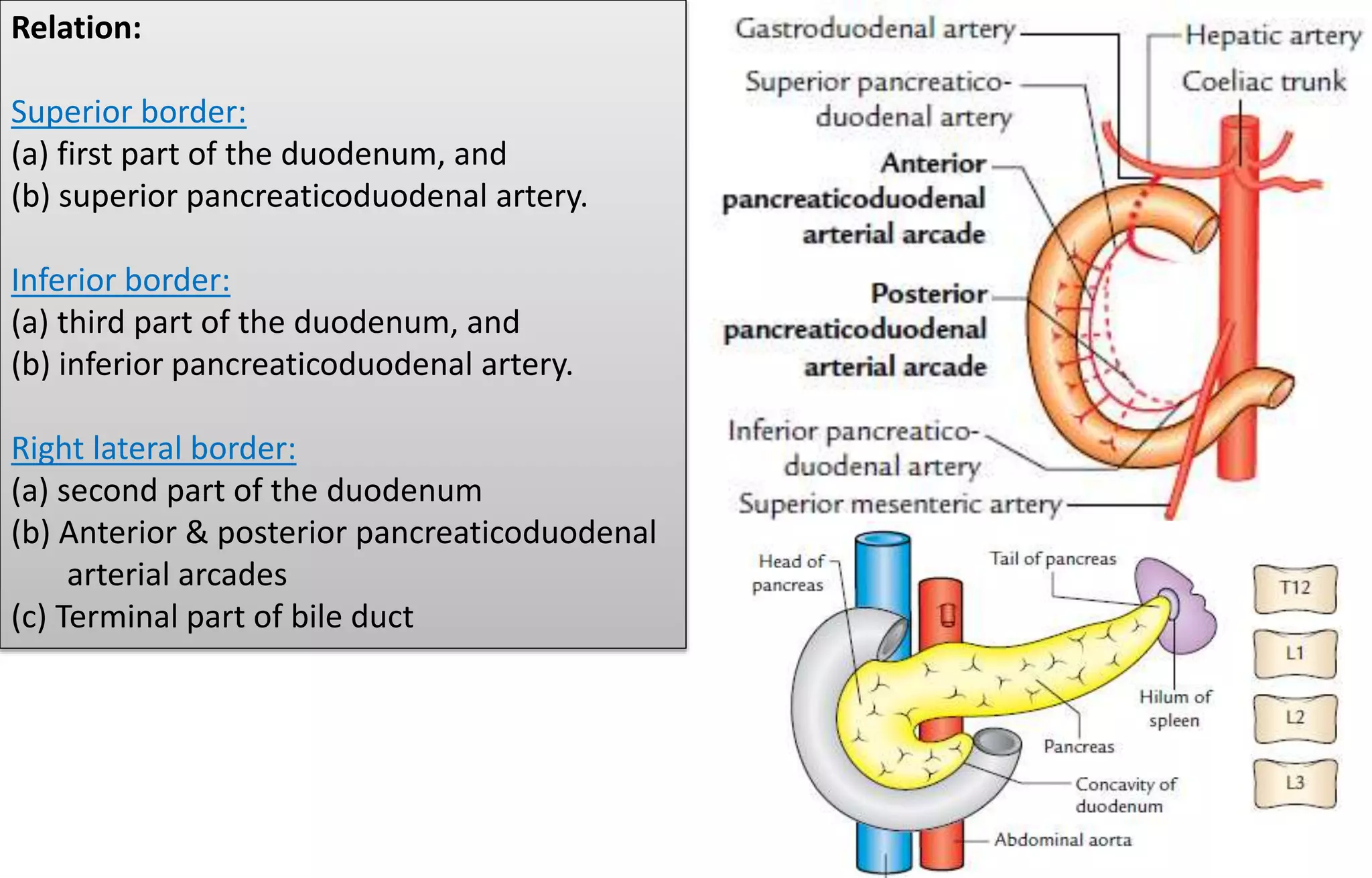 Duodenum & pancreas | PPTX