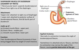 Duodenum & pancreas | PPTX