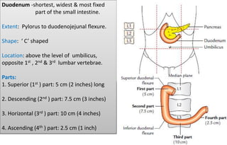 Duodenum & pancreas | PPTX