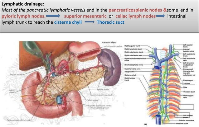 Duodenum & pancreas