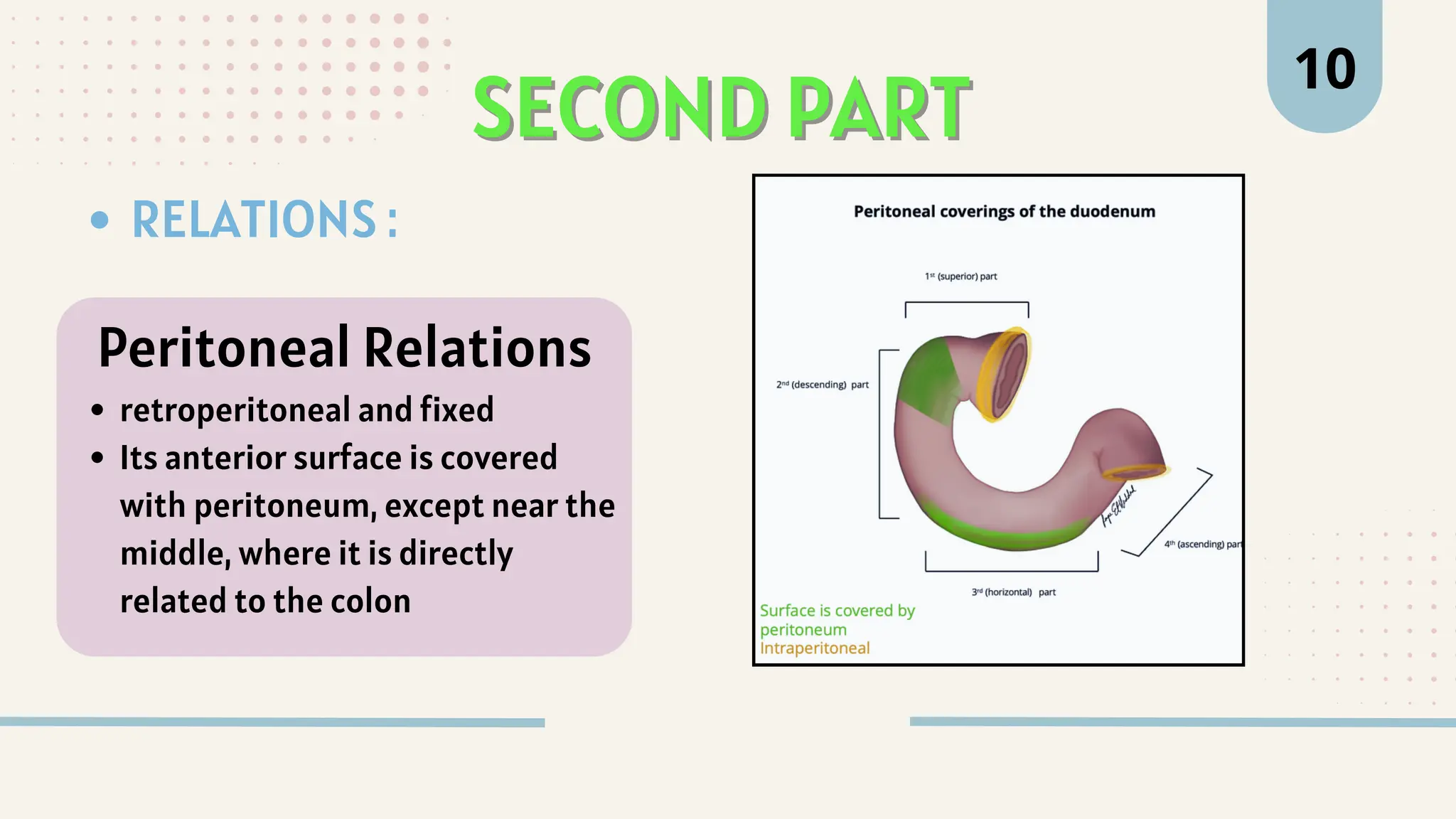 Anatomy of Duodenum- detailed ppt presentation for science students | PDF
