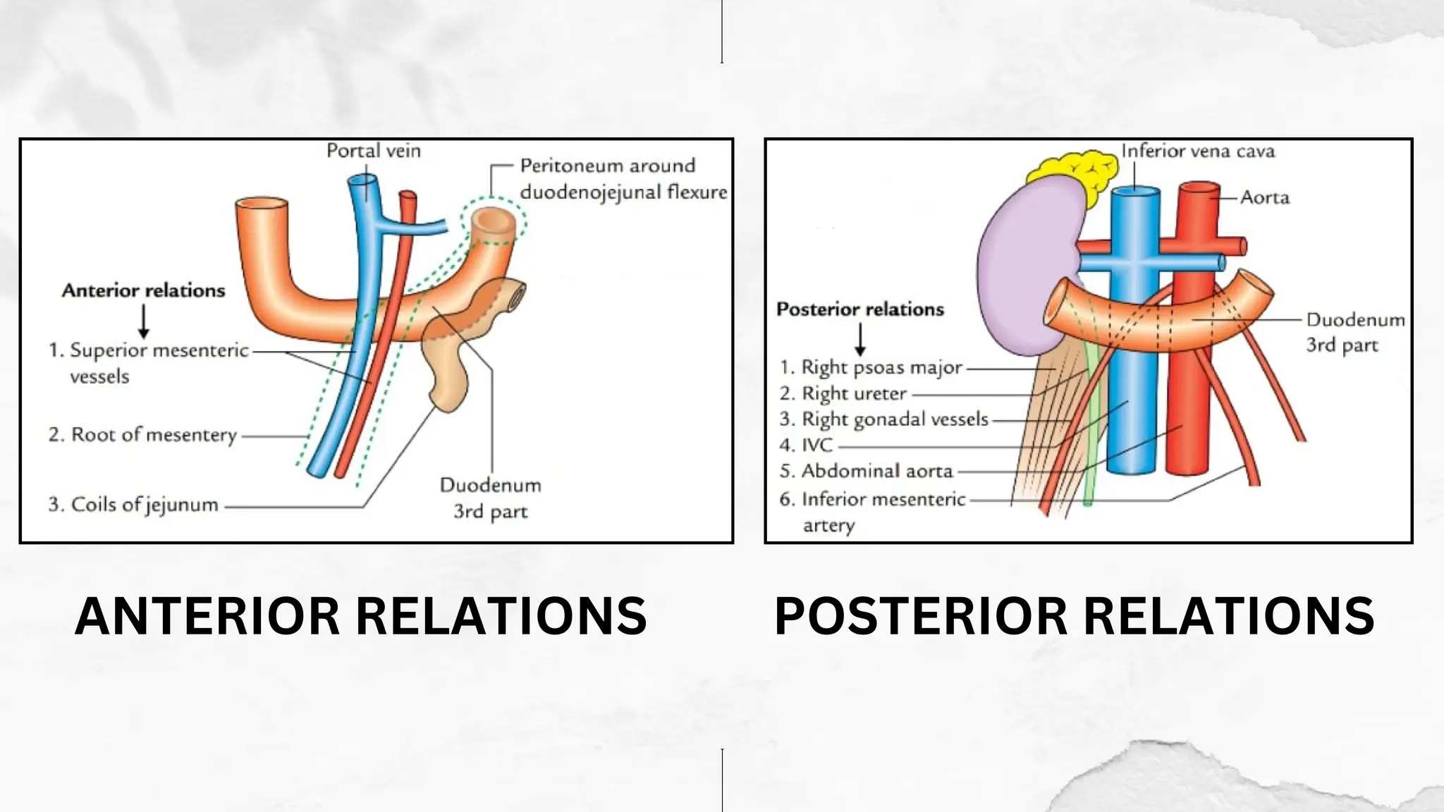 Anatomy of Duodenum- detailed ppt presentation for science students | PDF