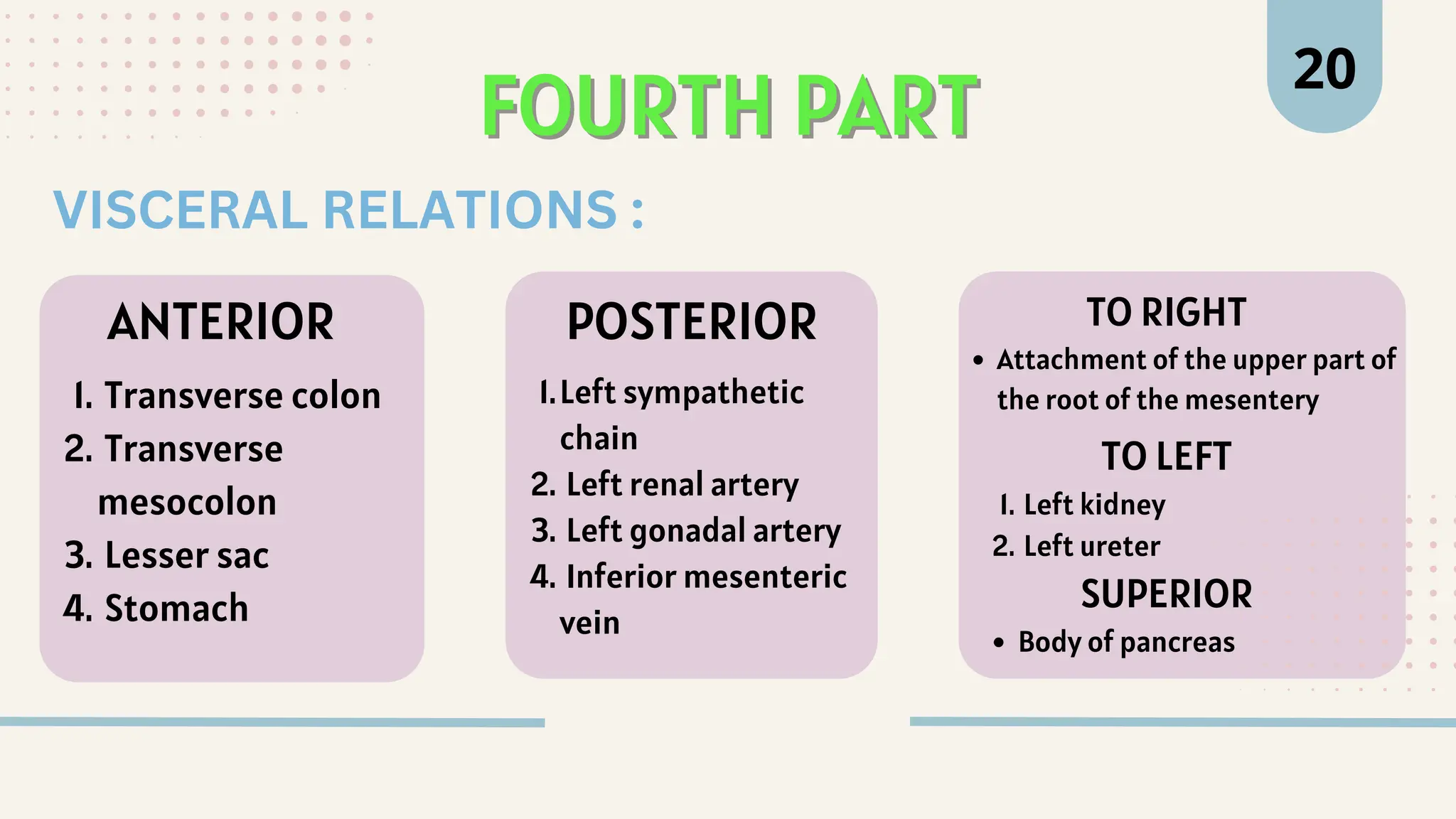 Anatomy of Duodenum- detailed ppt presentation for science students | PDF