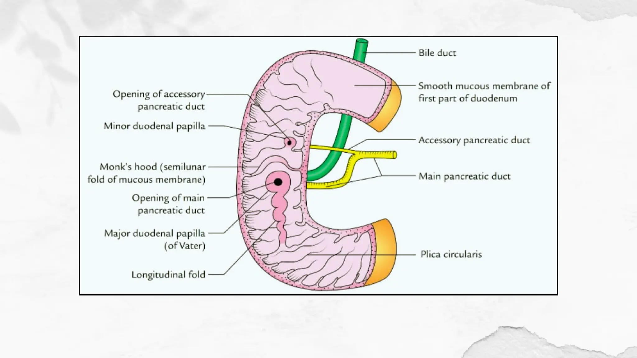 Anatomy of Duodenum- detailed ppt presentation for science students | PDF