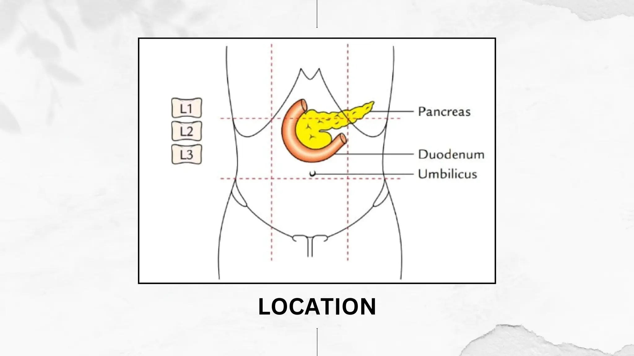 Anatomy of Duodenum- detailed ppt presentation for science students | PDF