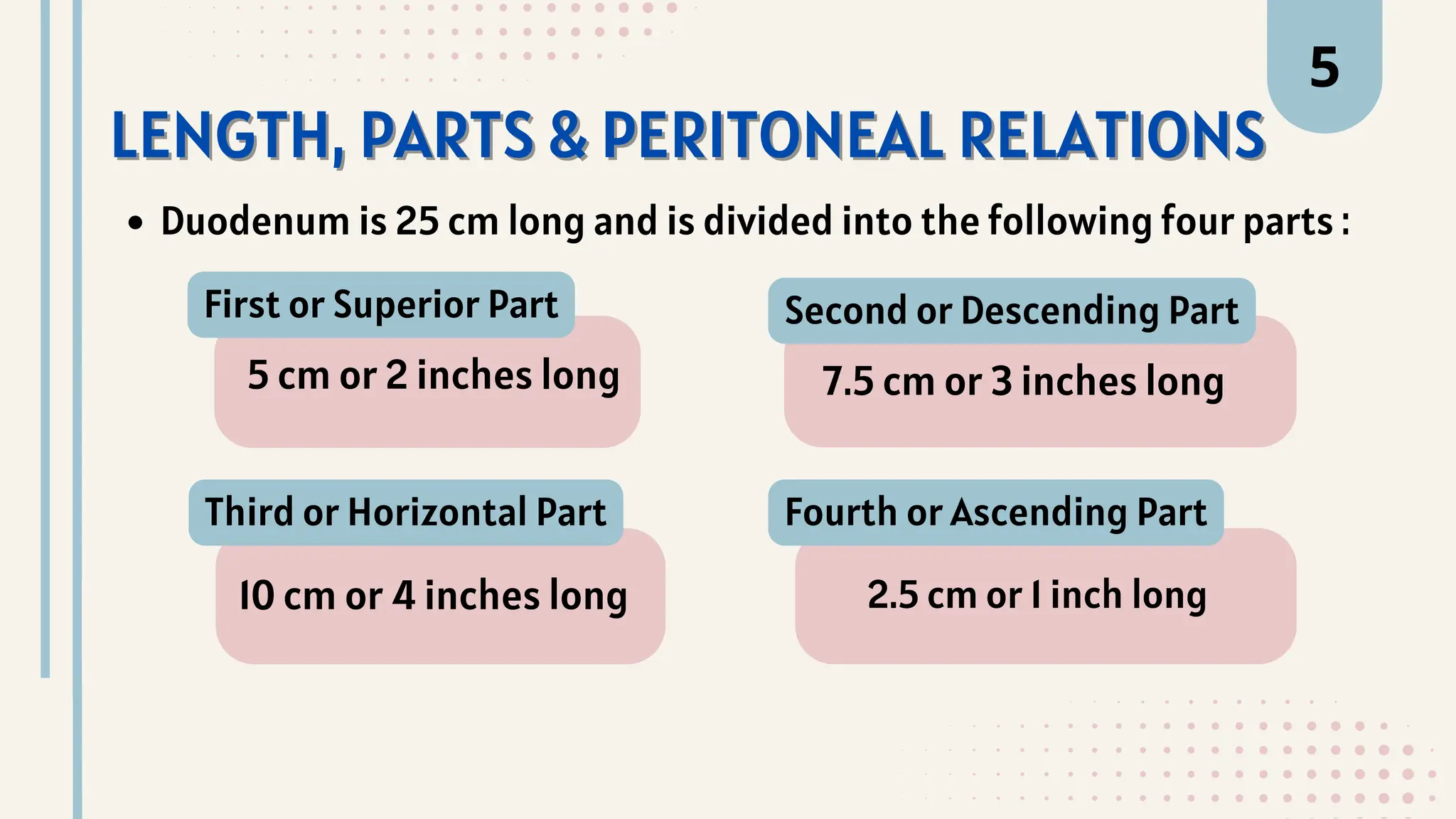 Anatomy of Duodenum- detailed ppt presentation for science students | PDF