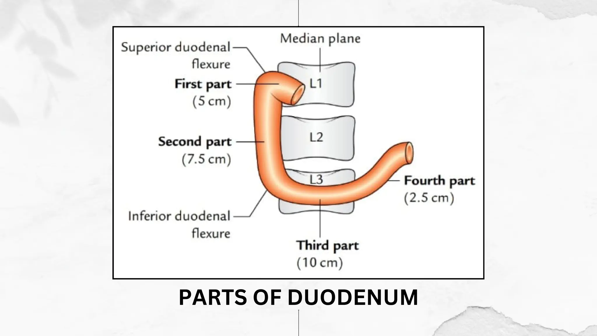 Anatomy of Duodenum- detailed ppt presentation for science students | PDF