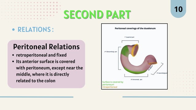 Anatomy of Duodenum- detailed ppt presentation for science students ...