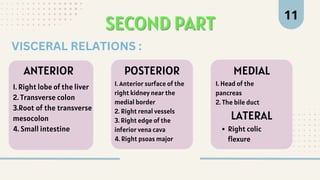 Anatomy of Duodenum- detailed ppt presentation for science students | PDF