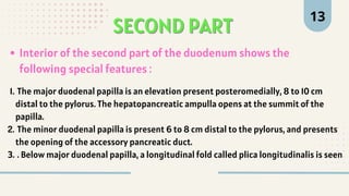 Anatomy of Duodenum- detailed ppt presentation for science students | PDF