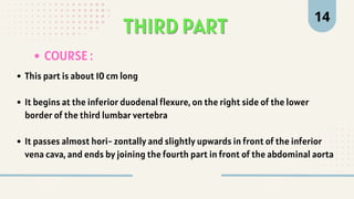 Anatomy of Duodenum- detailed ppt presentation for science students ...