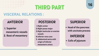 Anatomy of Duodenum- detailed ppt presentation for science students | PDF