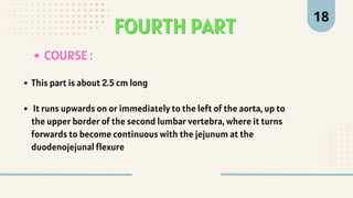 Anatomy of Duodenum- detailed ppt presentation for science students | PDF