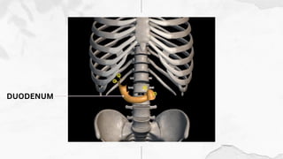 Anatomy of Duodenum- detailed ppt presentation for science students | PDF