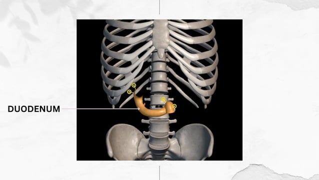 Anatomy of Duodenum- detailed ppt presentation for science students ...