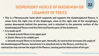 Anatomy of Duodenum- detailed ppt presentation for science students | PDF