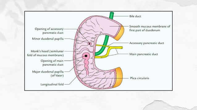 Anatomy of Duodenum- detailed ppt presentation for science students ...