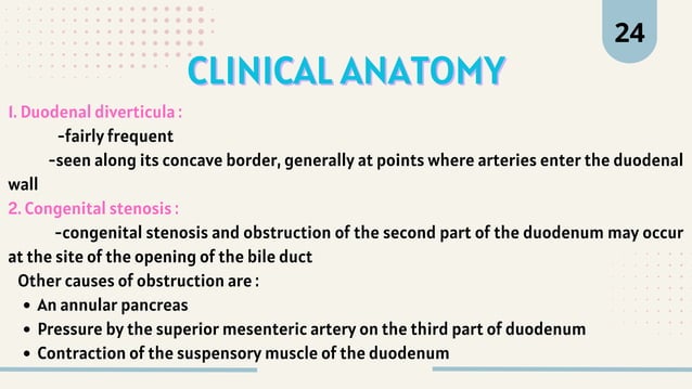 Anatomy of Duodenum- detailed ppt presentation for science students ...