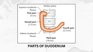 Anatomy of Duodenum- detailed ppt presentation for science students | PDF