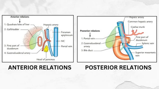 Anatomy of Duodenum- detailed ppt presentation for science students ...