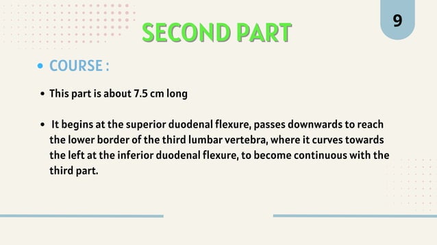 Anatomy of Duodenum- detailed ppt presentation for science students ...