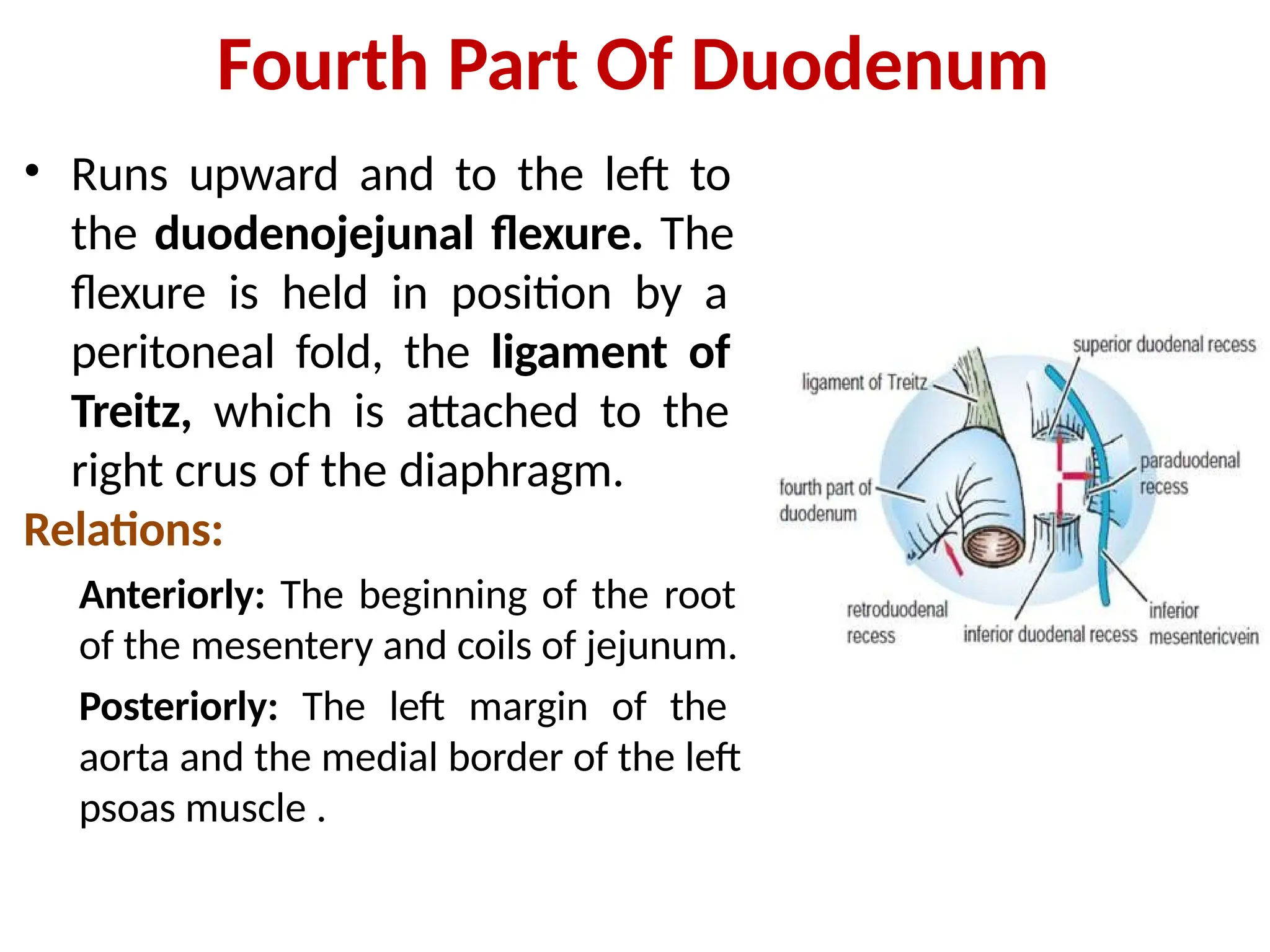 duodenum ppt by Dr. Vishal Sharma.pptx study | PPTX