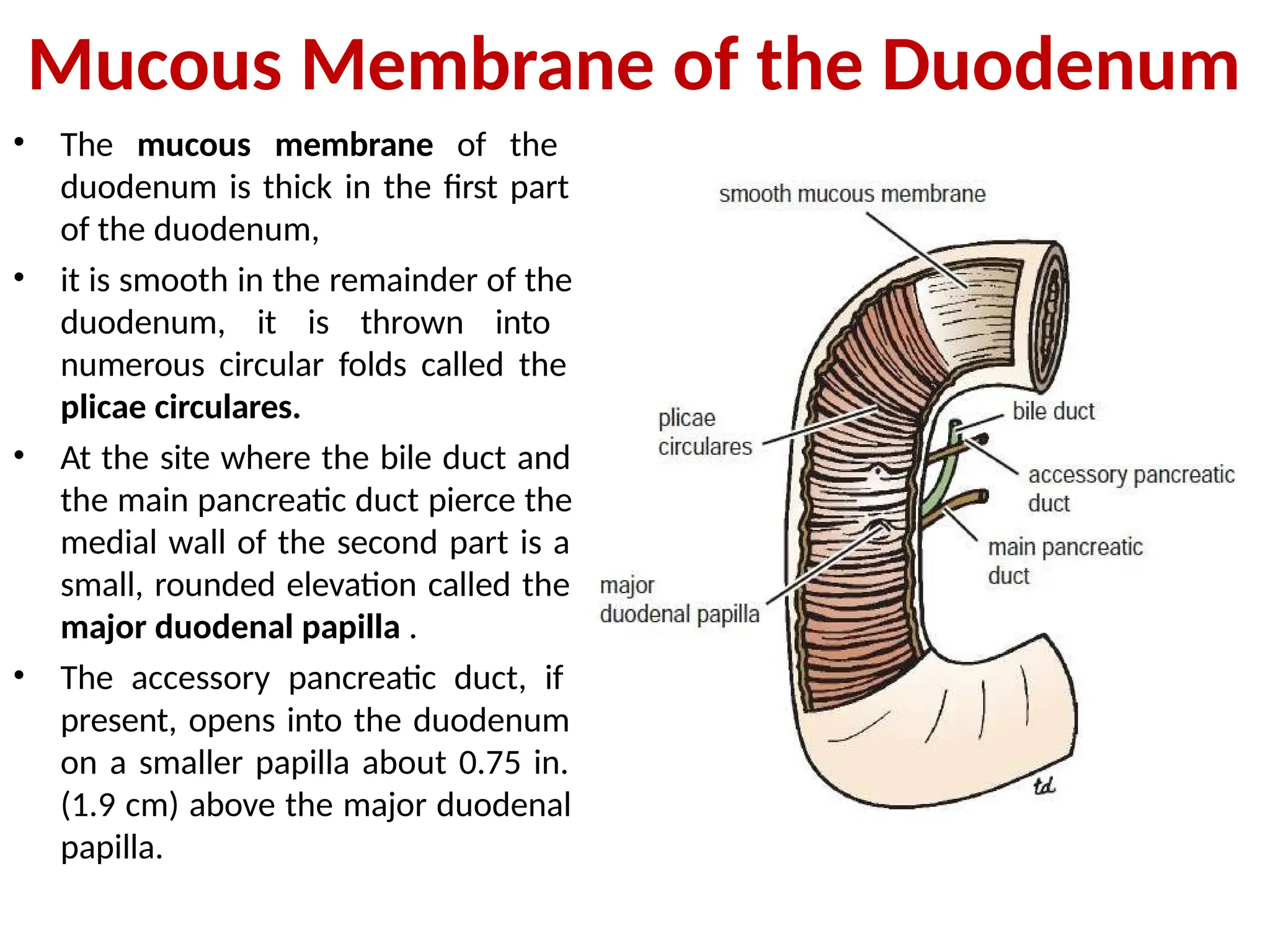duodenum ppt by Dr. Vishal Sharma.pptx study | PPTX