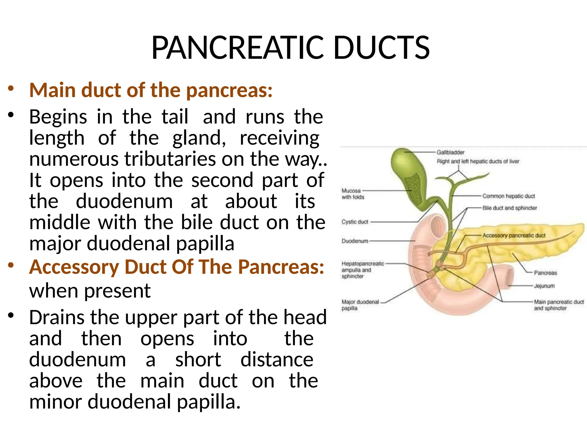 duodenum ppt by Dr. Vishal Sharma.pptx study | PPTX