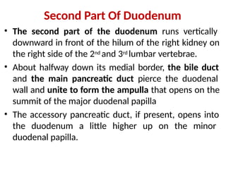 duodenum ppt by Dr. Vishal Sharma.pptx study | PPTX