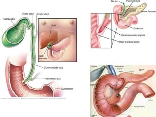 duodenum ppt by Dr. Vishal Sharma.pptx study | PPTX